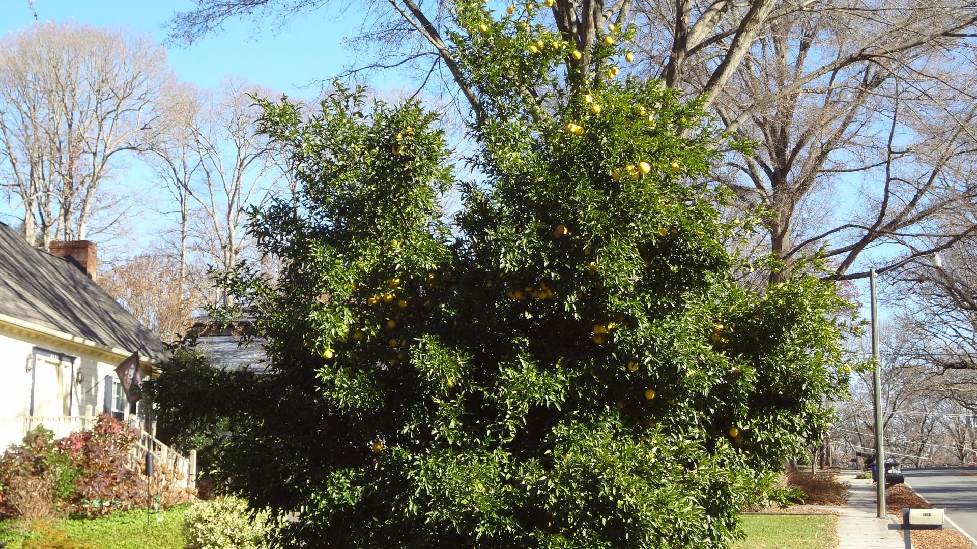 Naturalizing Citrumelos - TROPICAL LOOKING PLANTS - Other Than Palms ...