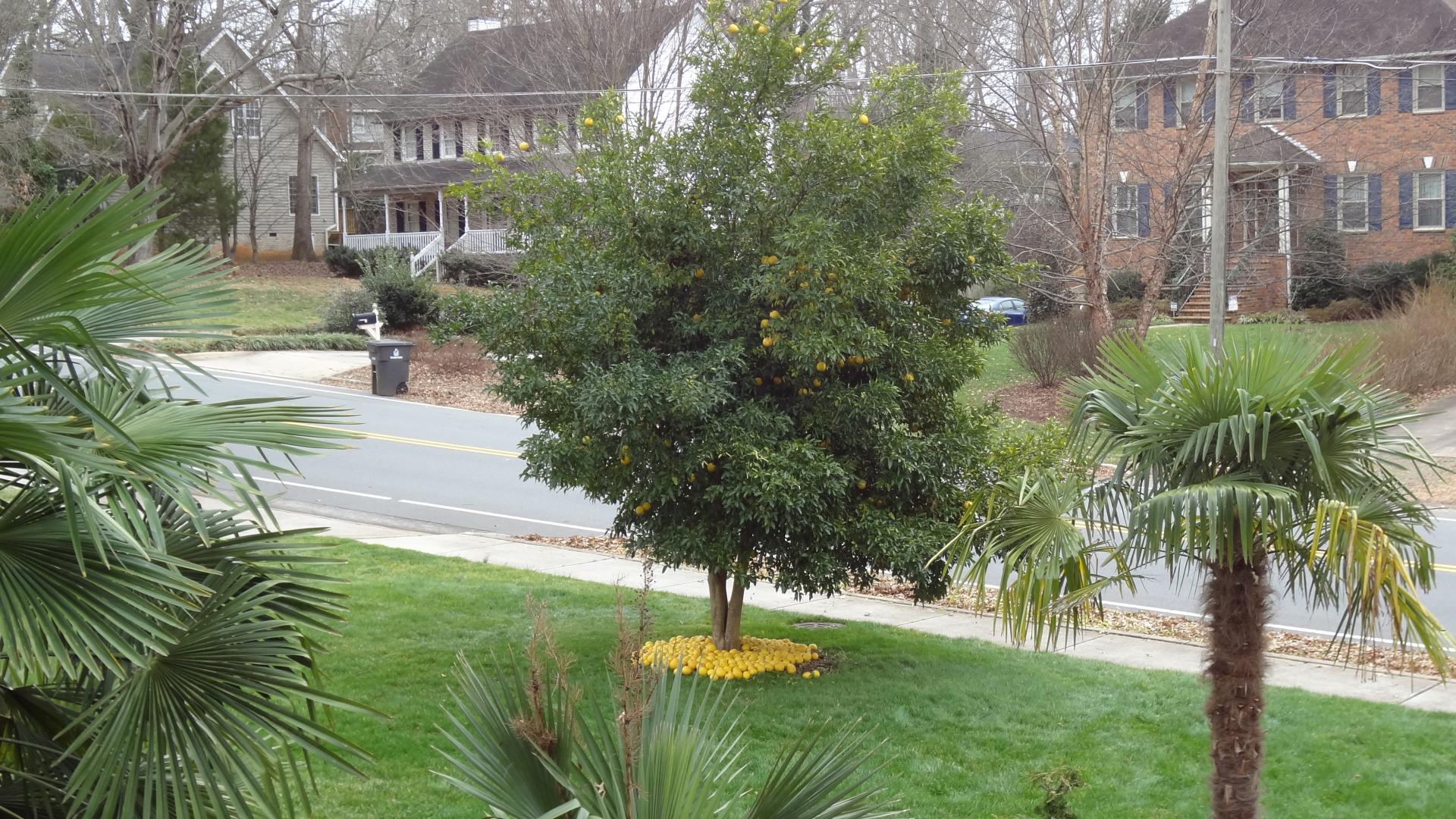 Naturalizing Citrumelos - TROPICAL LOOKING PLANTS - Other Than Palms ...