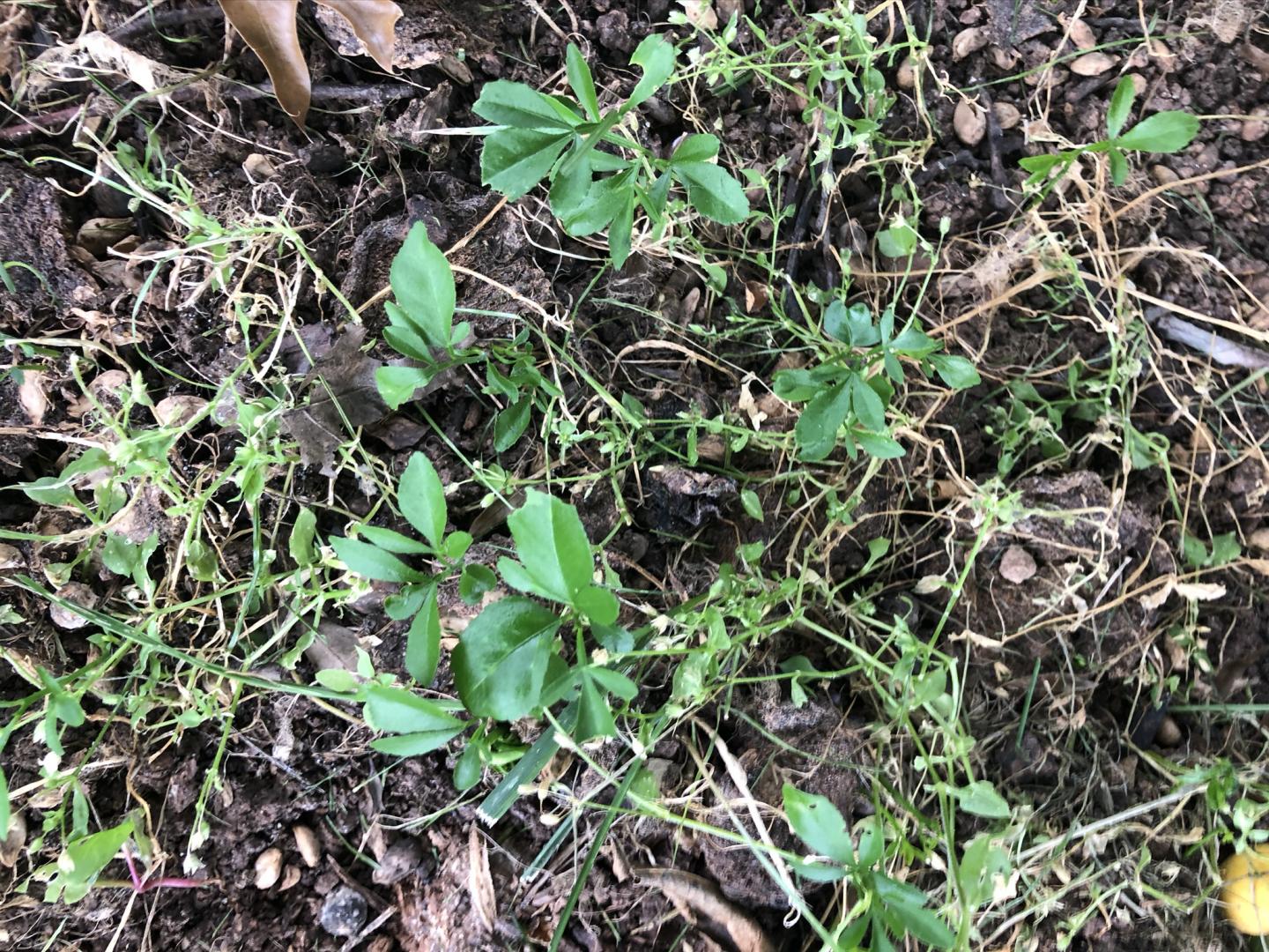 Naturalizing Citrumelos - TROPICAL LOOKING PLANTS - Other Than Palms ...
