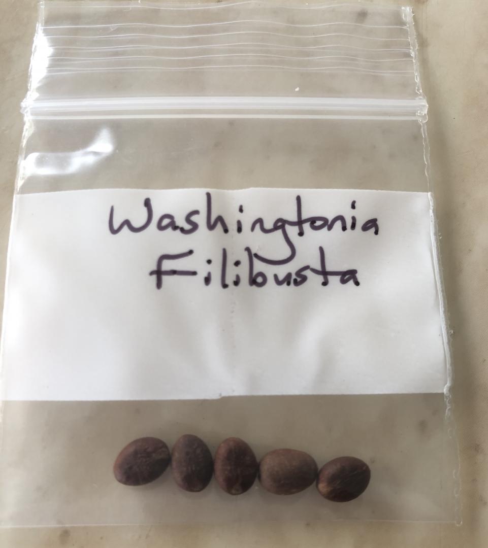 Germinating Washingtonia filibusta - COLD HARDY PALMS - PalmTalk