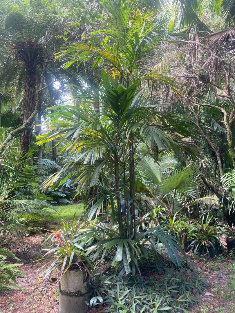 Your favorite clumpers in your garden - DISCUSSING PALM TREES WORLDWIDE ...