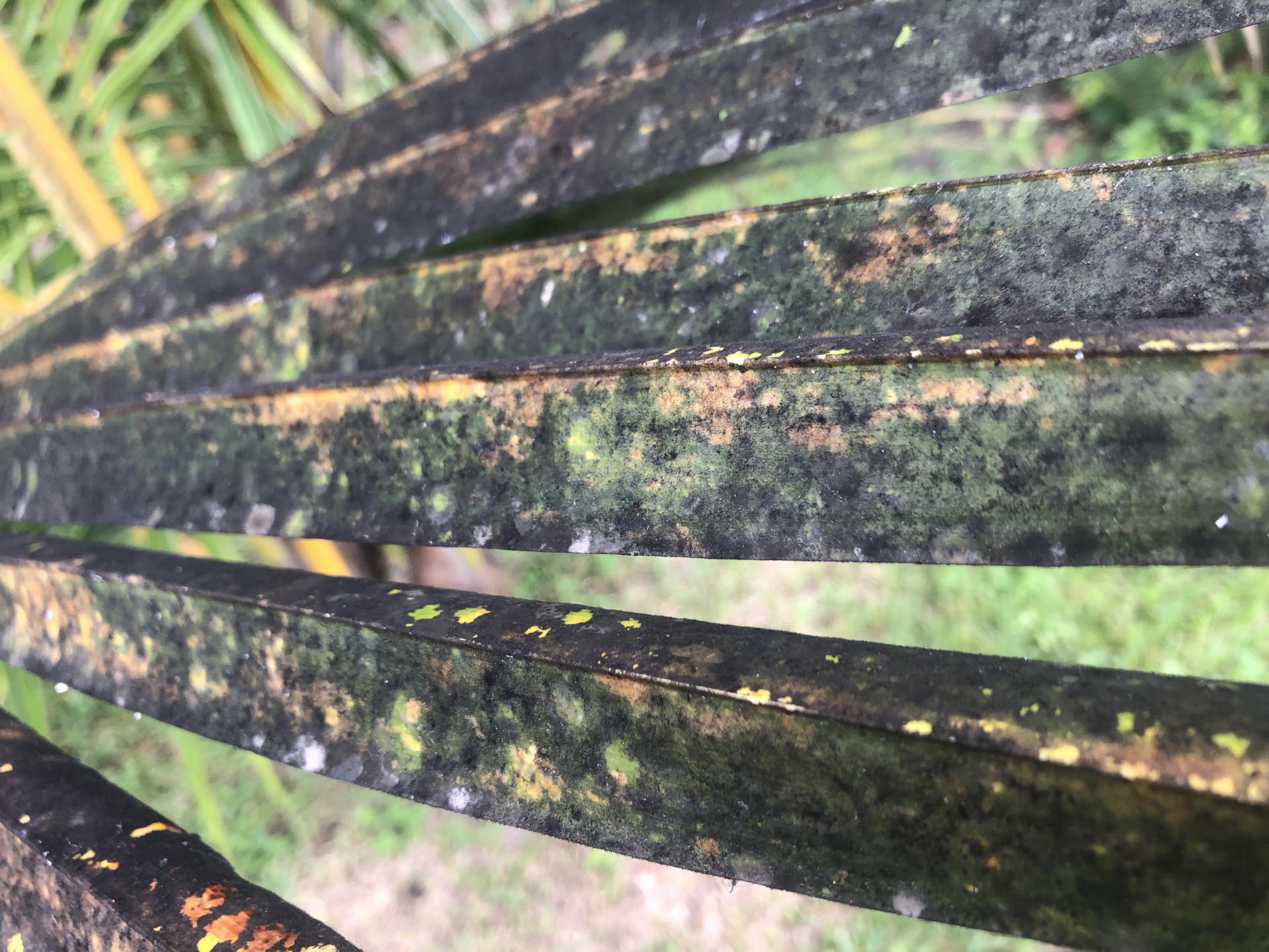 Coconut Palm Disease DISCUSSING PALM TREES WORLDWIDE PalmTalk Coconut Palm Disease DISCUSSING PALM TREES WORLDWIDE PalmTalk