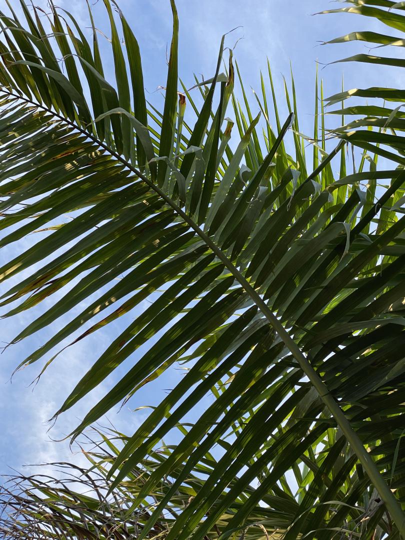 Anyone else growing roystonea princeps? - DISCUSSING PALM TREES ...