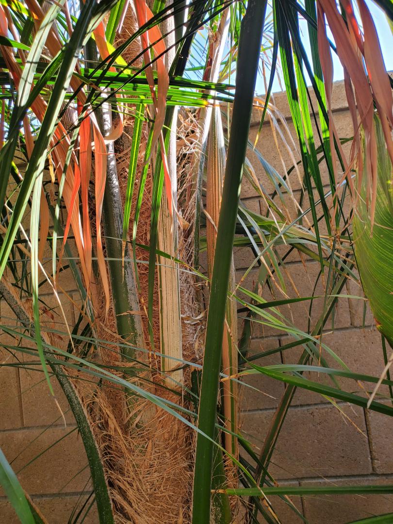 Coco Queen got crushed - DISCUSSING PALM TREES WORLDWIDE - PalmTalk