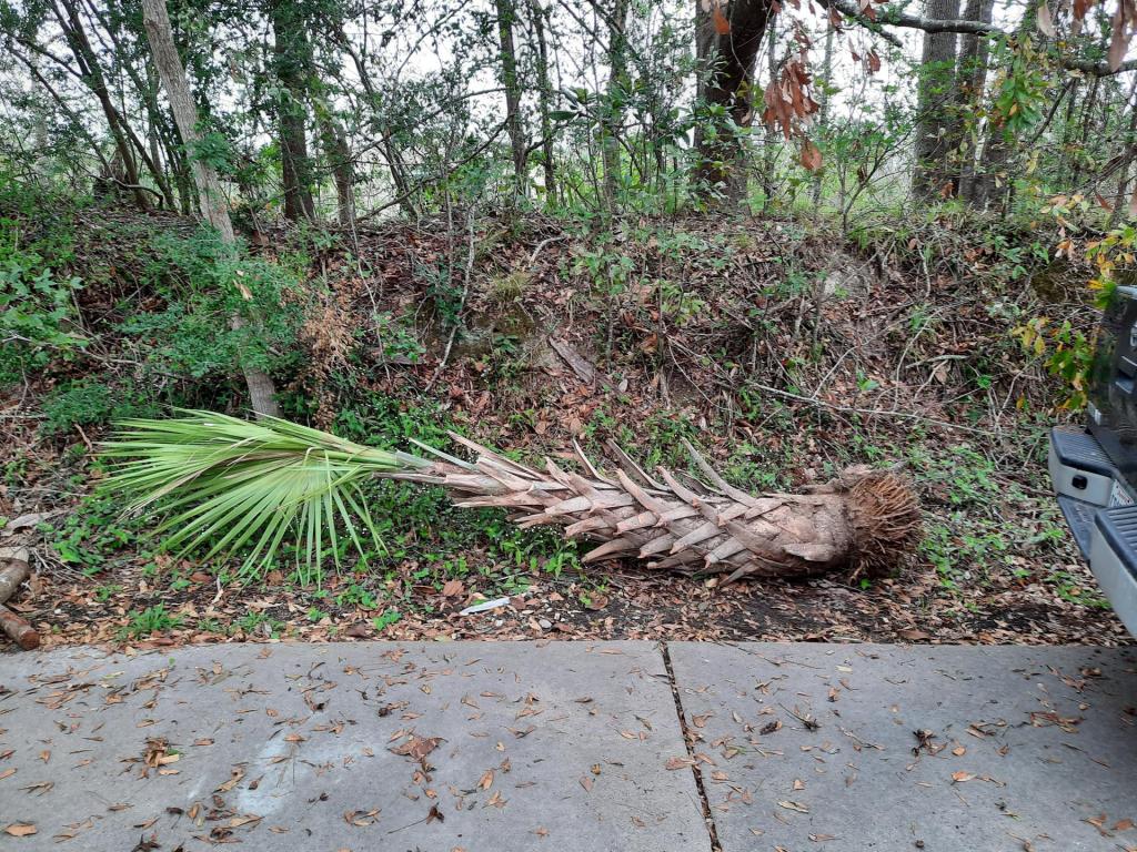 palm-tree-root-system-removal-a-bobby-swanson
