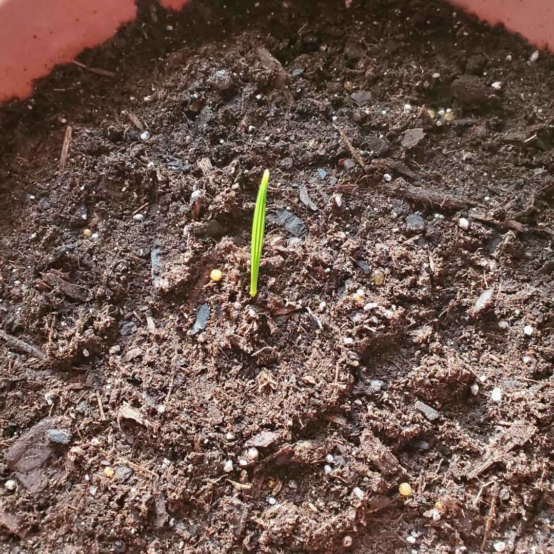 Canary Island Date Palm Sprouts - progression thread (College Station ...