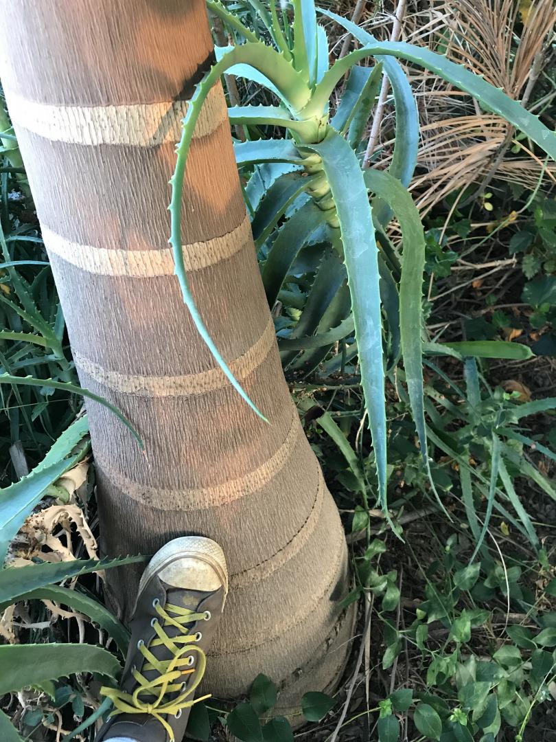 Anyone else growing roystonea princeps? - DISCUSSING PALM TREES ...