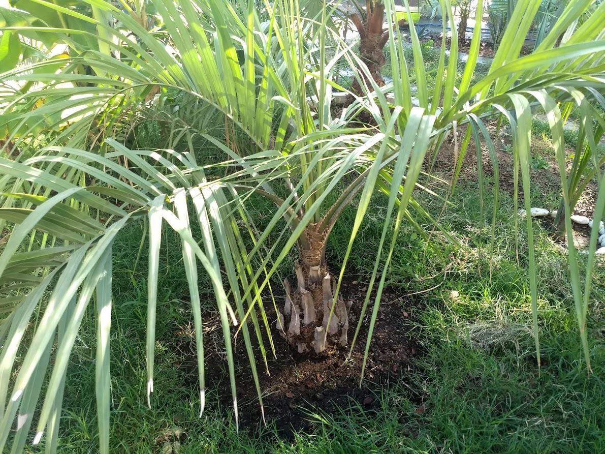 Butia ************ - DISCUSSING PALM TREES WORLDWIDE - PalmTalk