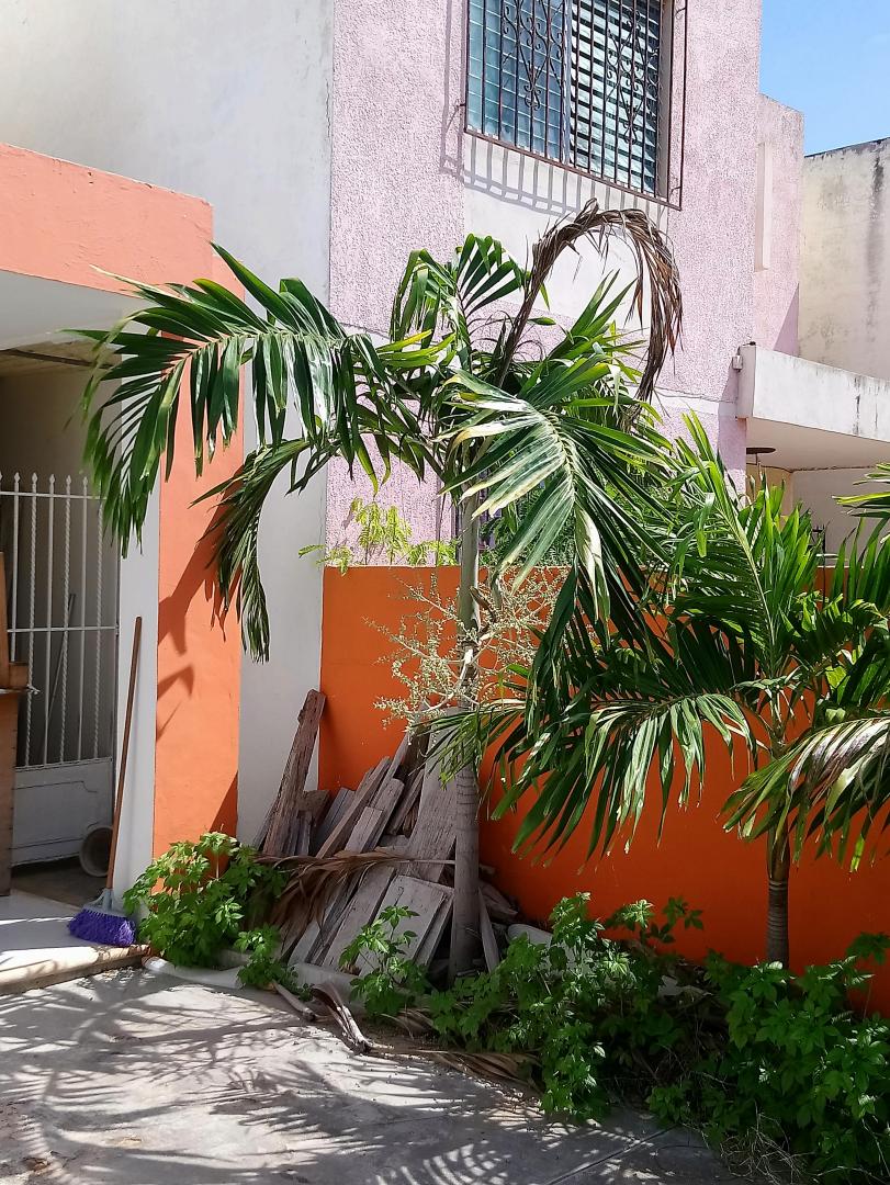 Palm Identification - DISCUSSING PALM TREES WORLDWIDE - PalmTalk