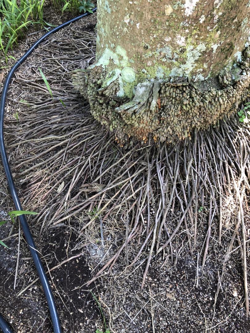 Roystonea regia - should I cover all these advntitious roots with soil ...