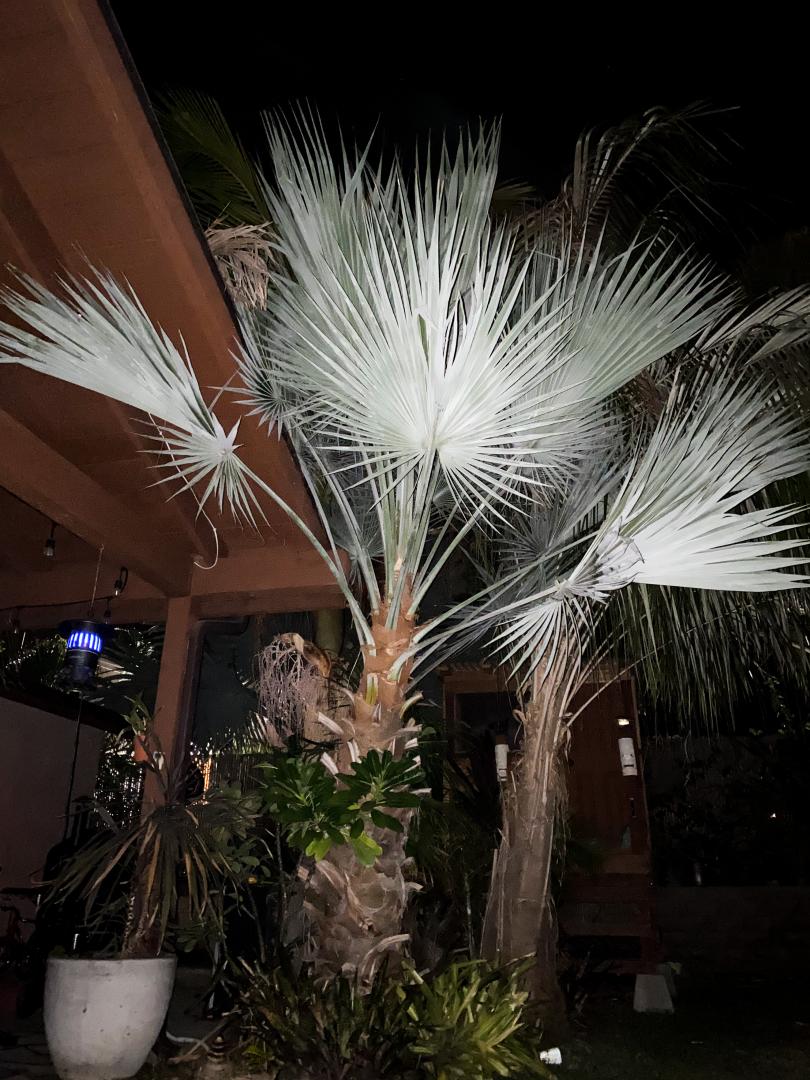 Silver in the garden - DISCUSSING PALM TREES WORLDWIDE - PalmTalk