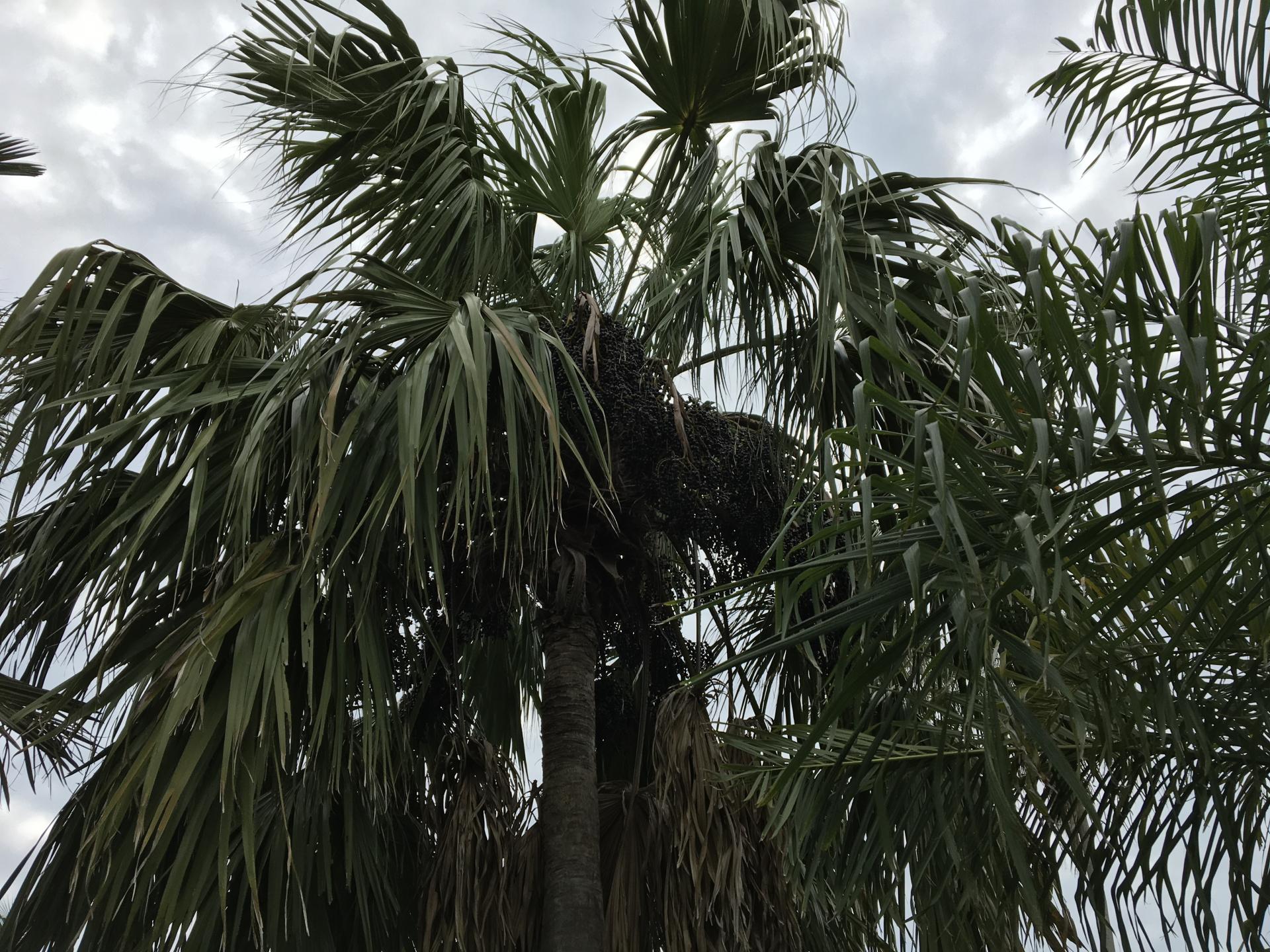 Livistona saribus seeds - For Sale - PalmTalk