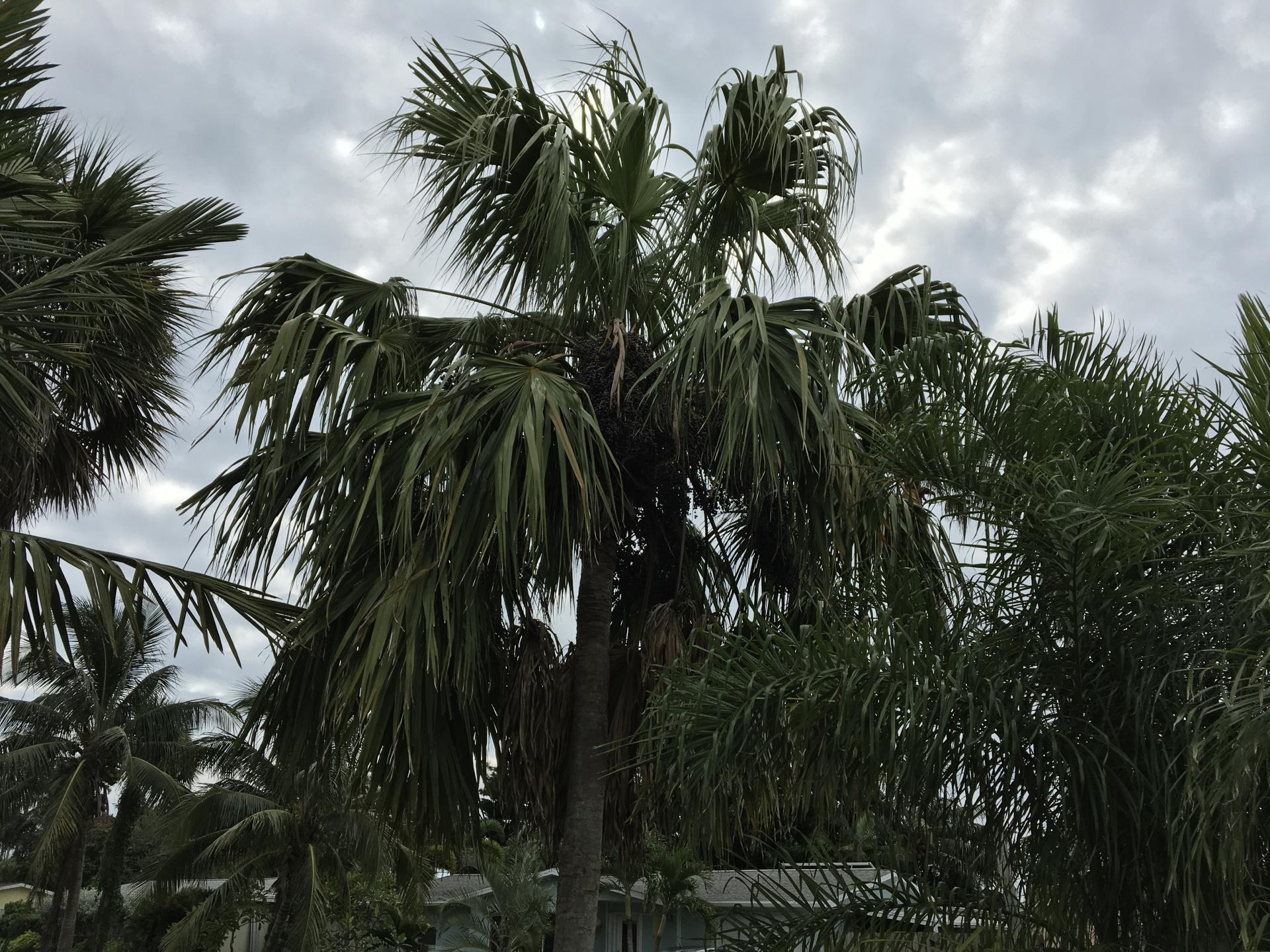 Livistona saribus seeds - For Sale - PalmTalk