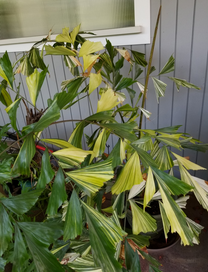 Caryota mitis variegata - DISCUSSING PALM TREES WORLDWIDE - PalmTalk
