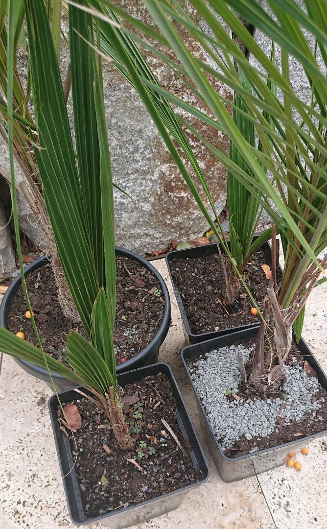 Parajubaea double/triple/quadruple planting? - DISCUSSING PALM TREES ...