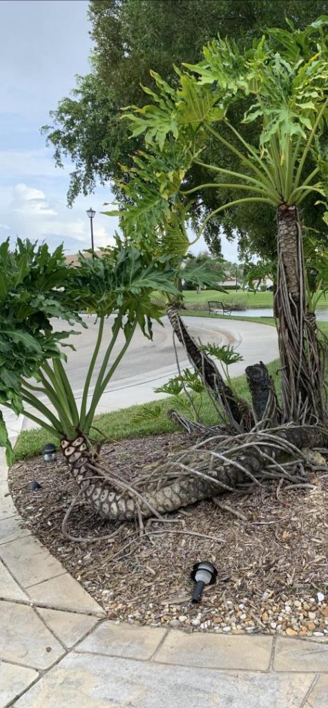 Can someone tell me if this a rare palm tree or a freak of nato. I’ve ...