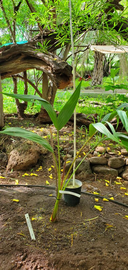 Loxococcus rupicola - DISCUSSING PALM TREES WORLDWIDE - PalmTalk