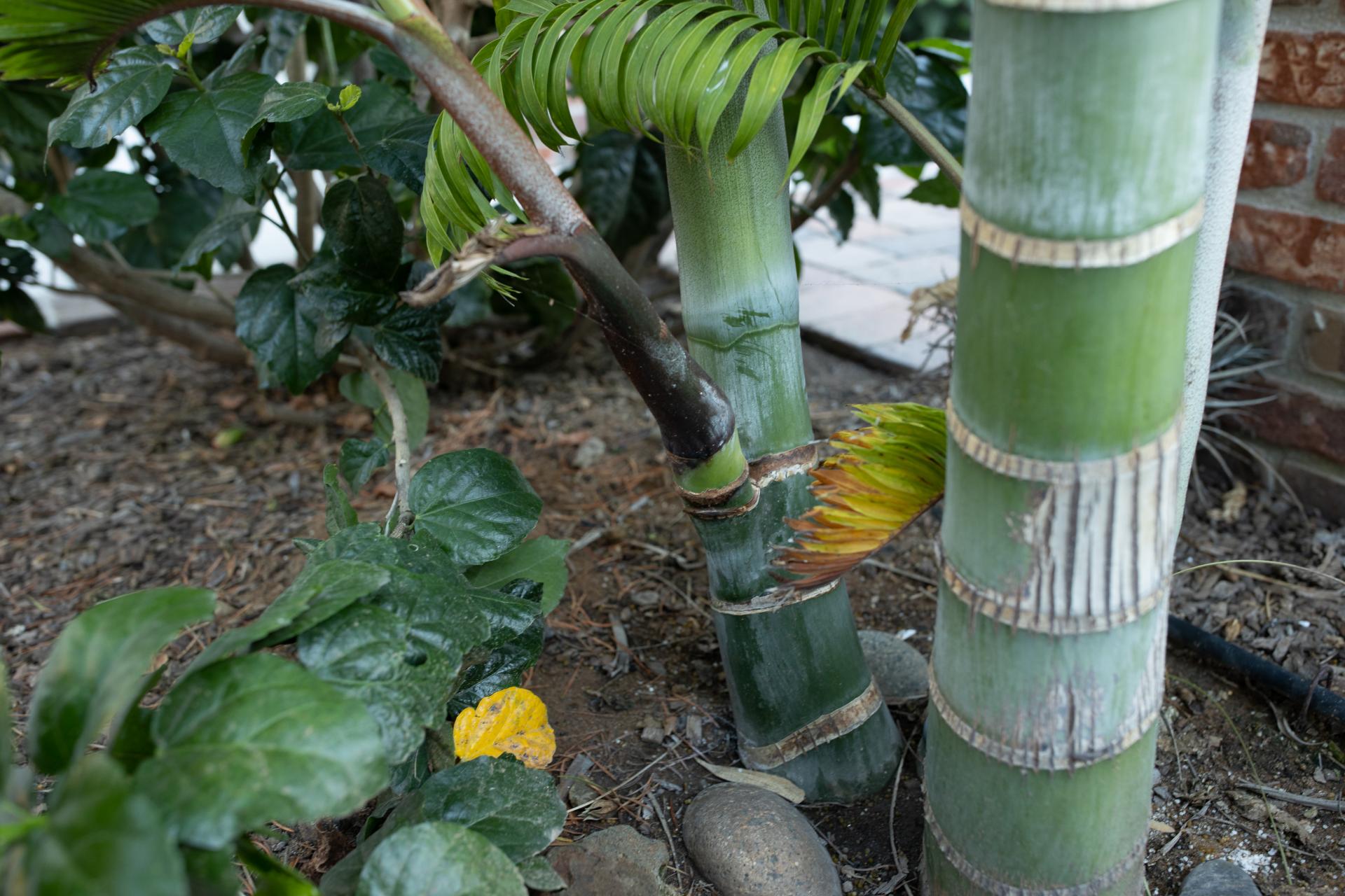Doinking/Dweezling Dypsis is Disturbing! - DISCUSSING PALM TREES ...
