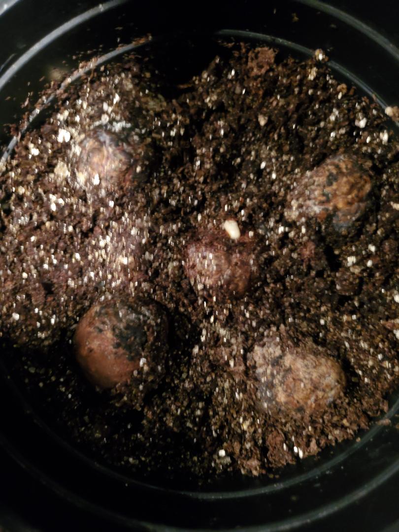 Raphia australis, Kerriodoxa elegans, and more -- germination ...