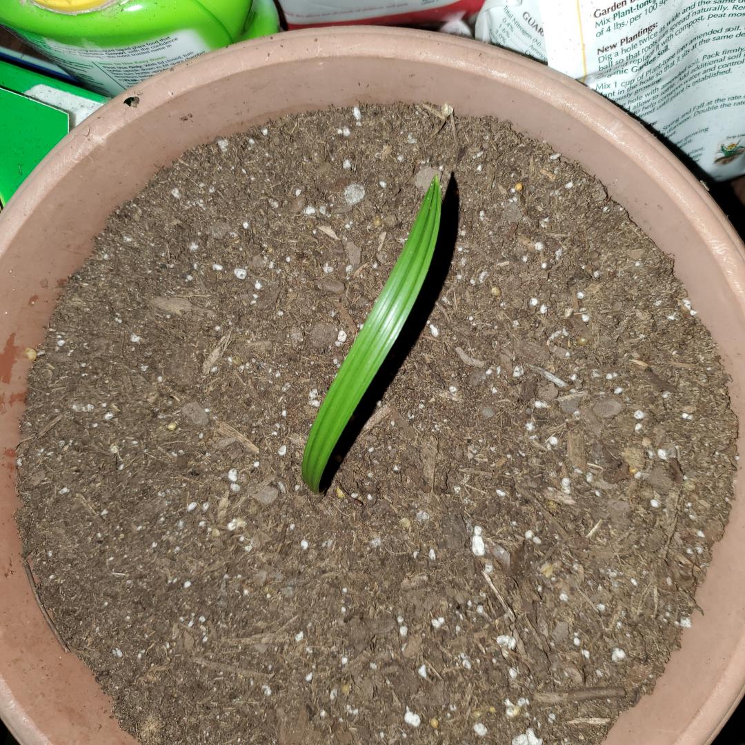 Canary Island Date Palm Sprouts - progression thread (College Station ...