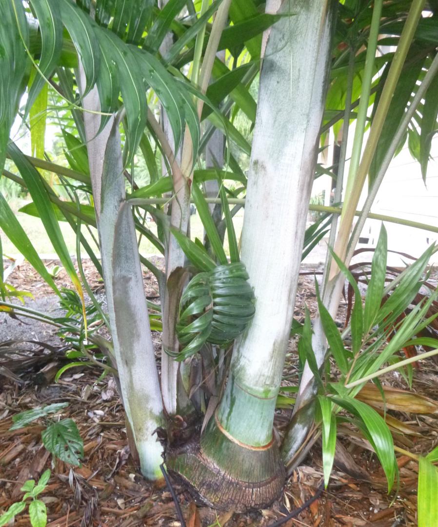 Doinking/Dweezling Dypsis is Disturbing! - DISCUSSING PALM TREES ...