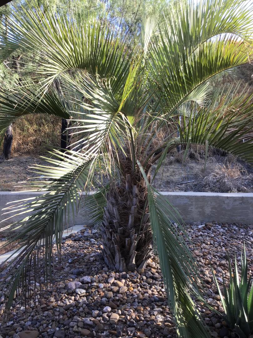 Pinto problems - COLD HARDY PALMS - PalmTalk