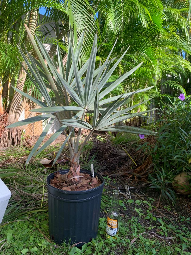 Bismarckia nobilis spike stunt - PALMS IN POTS - PalmTalk