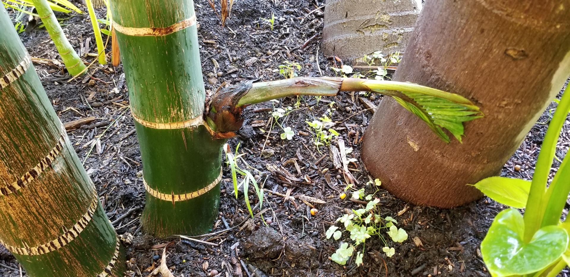 Doinking/Dweezling Dypsis is Disturbing! - DISCUSSING PALM TREES ...
