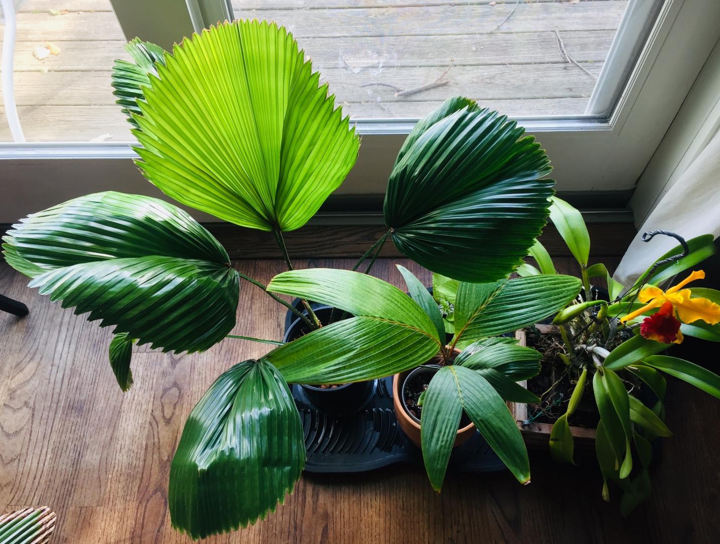 Licuala peltata ‘Sumawongii’ - puckered leaves how long? - PALMS IN ...