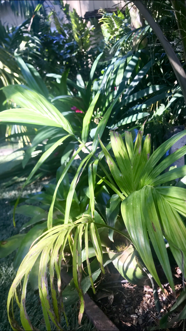 Prestoea acuminata var. Montana - DISCUSSING PALM TREES WORLDWIDE ...