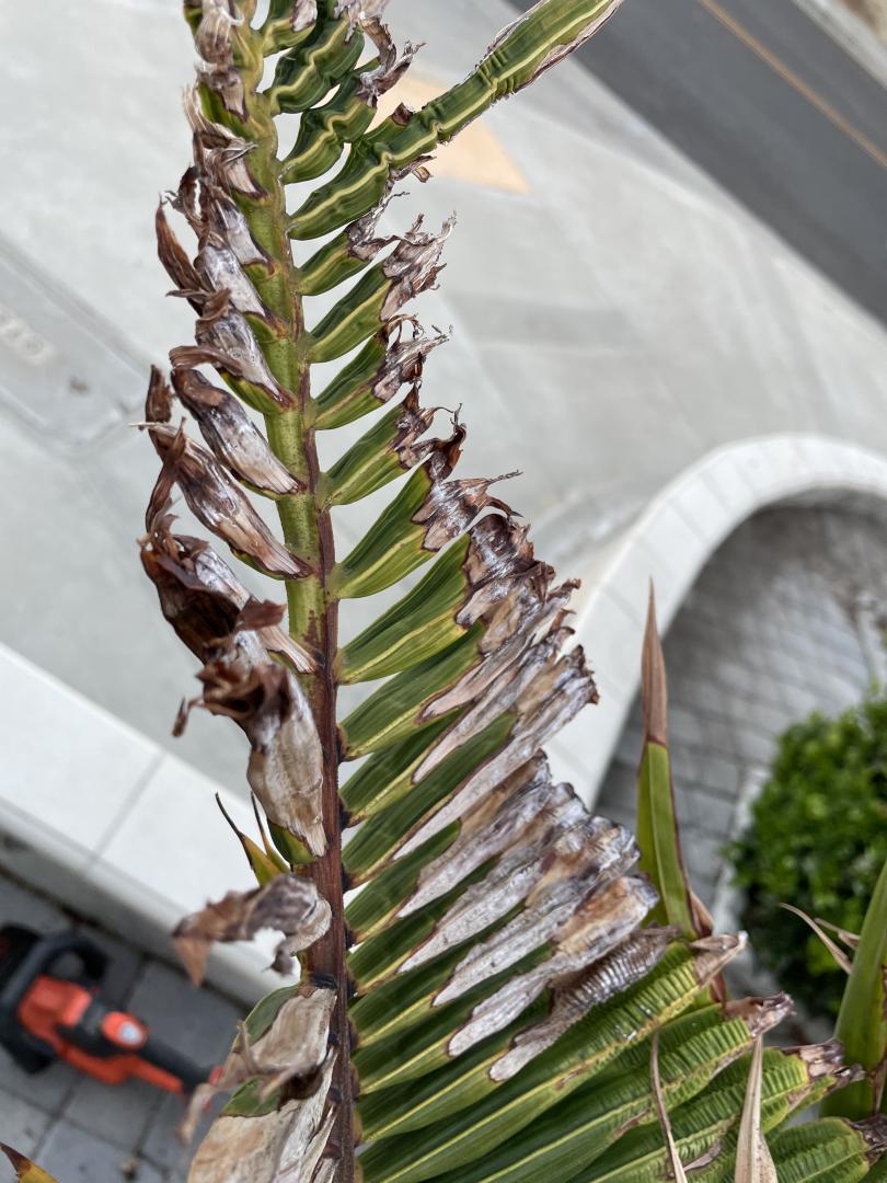 Palm Damage (SoCal - Los Angeles Inland Valley) - DISCUSSING PALM TREES ...