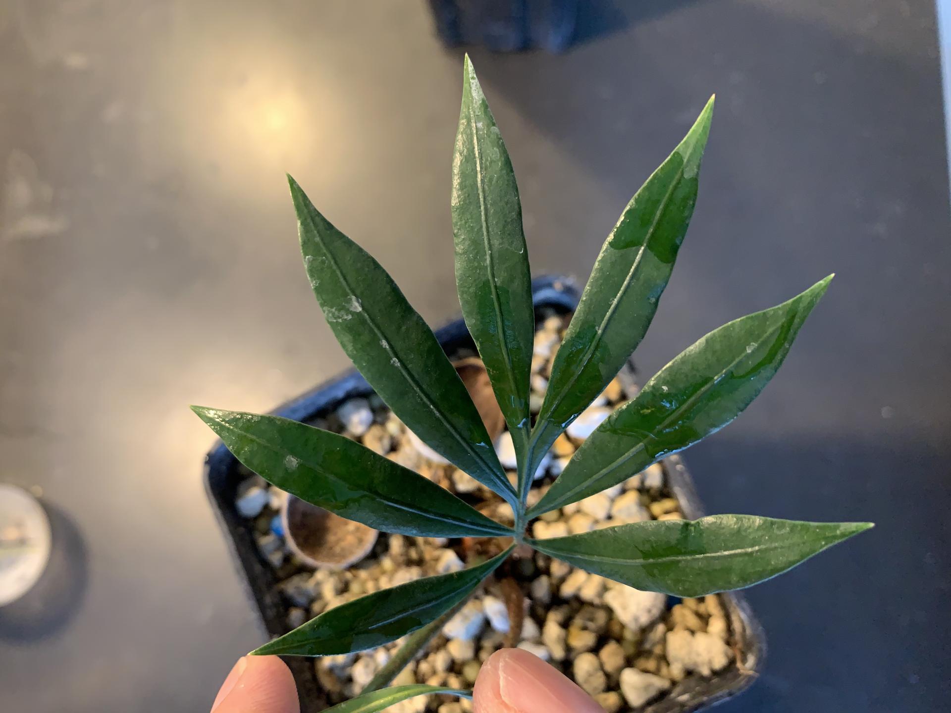 Cycas multipinnata - TROPICAL LOOKING PLANTS - Other Than Palms - PalmTalk