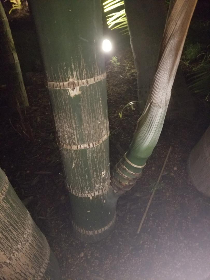 Doinking/Dweezling Dypsis is Disturbing! - DISCUSSING PALM TREES ...