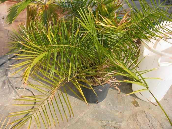 The story of a Phoenix hybrid and hybrid polymorphism - DISCUSSING PALM ...