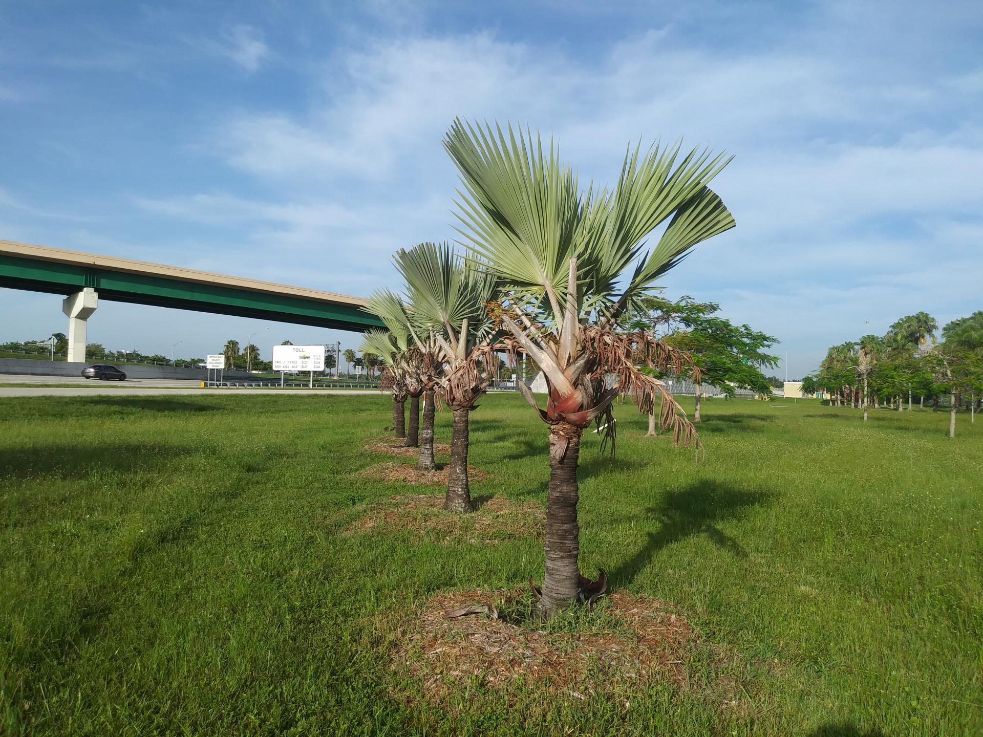 Palms that are sensitive to root disturbance - DISCUSSING PALM TREES ...