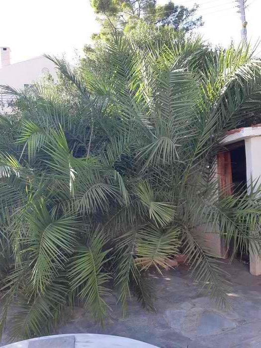 The story of a Phoenix hybrid and hybrid polymorphism - DISCUSSING PALM ...