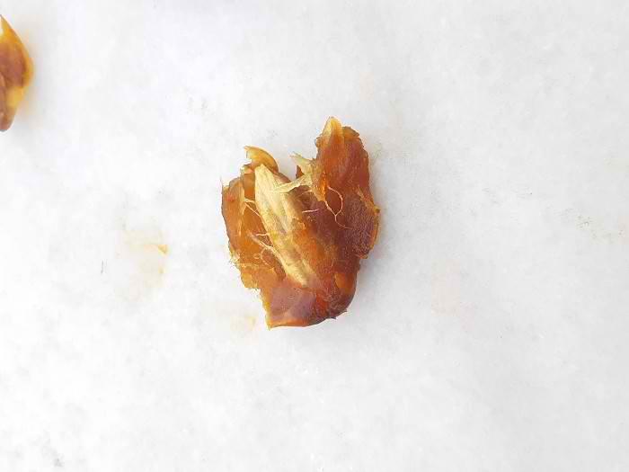 The story of a Phoenix hybrid and hybrid polymorphism - DISCUSSING PALM ...