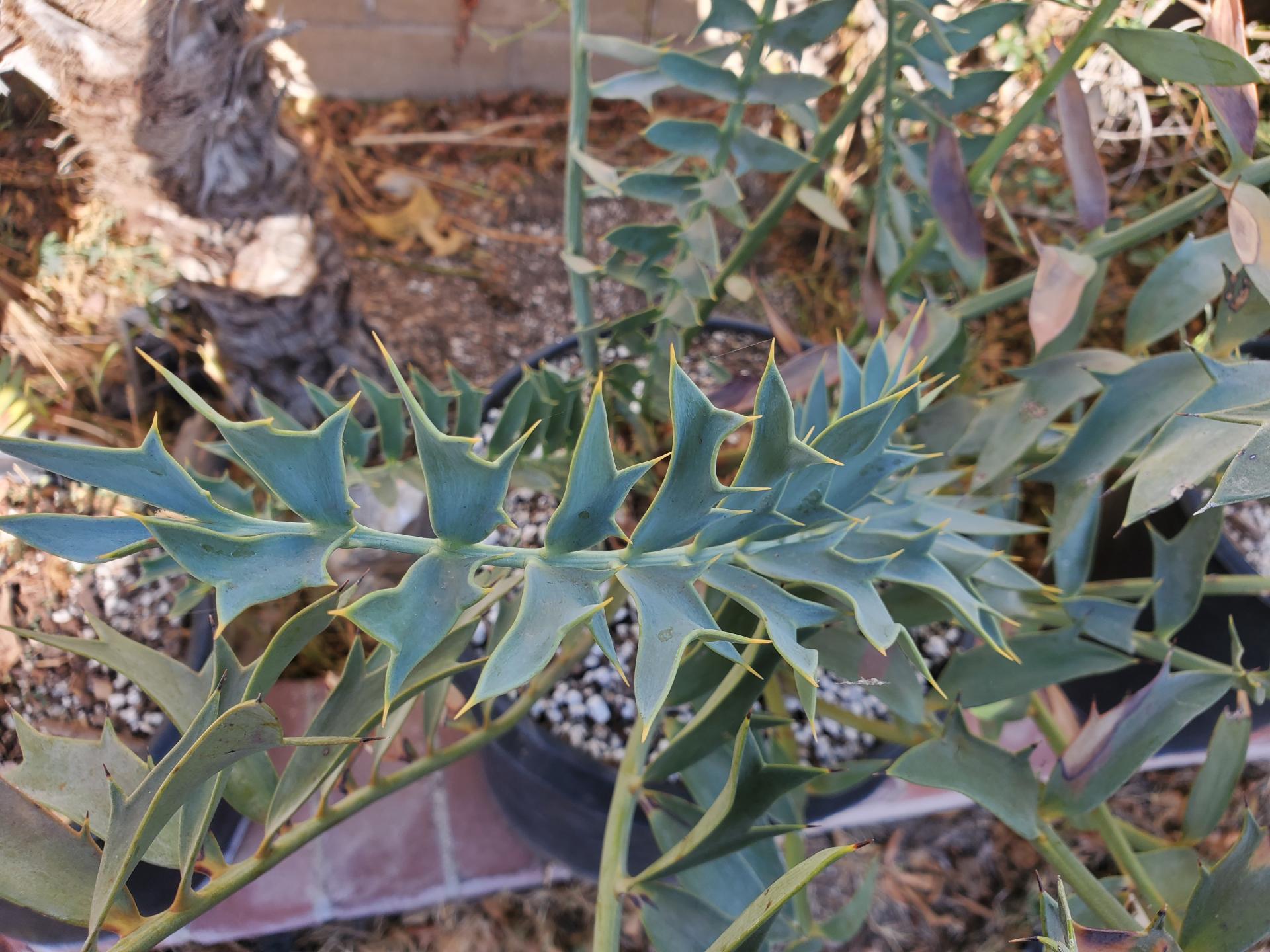 Encephalartos "true blue" arenarius - TROPICAL LOOKING PLANTS - Other ...