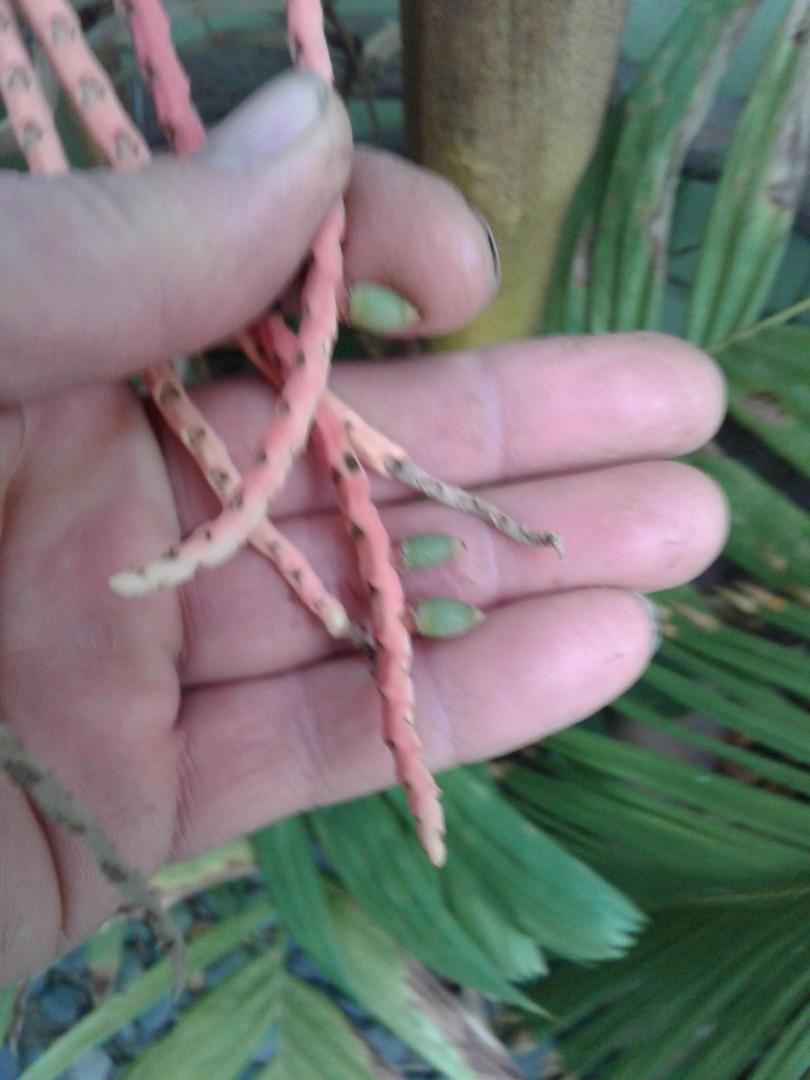 Pinanga javana flowers - DISCUSSING PALM TREES WORLDWIDE - PalmTalk