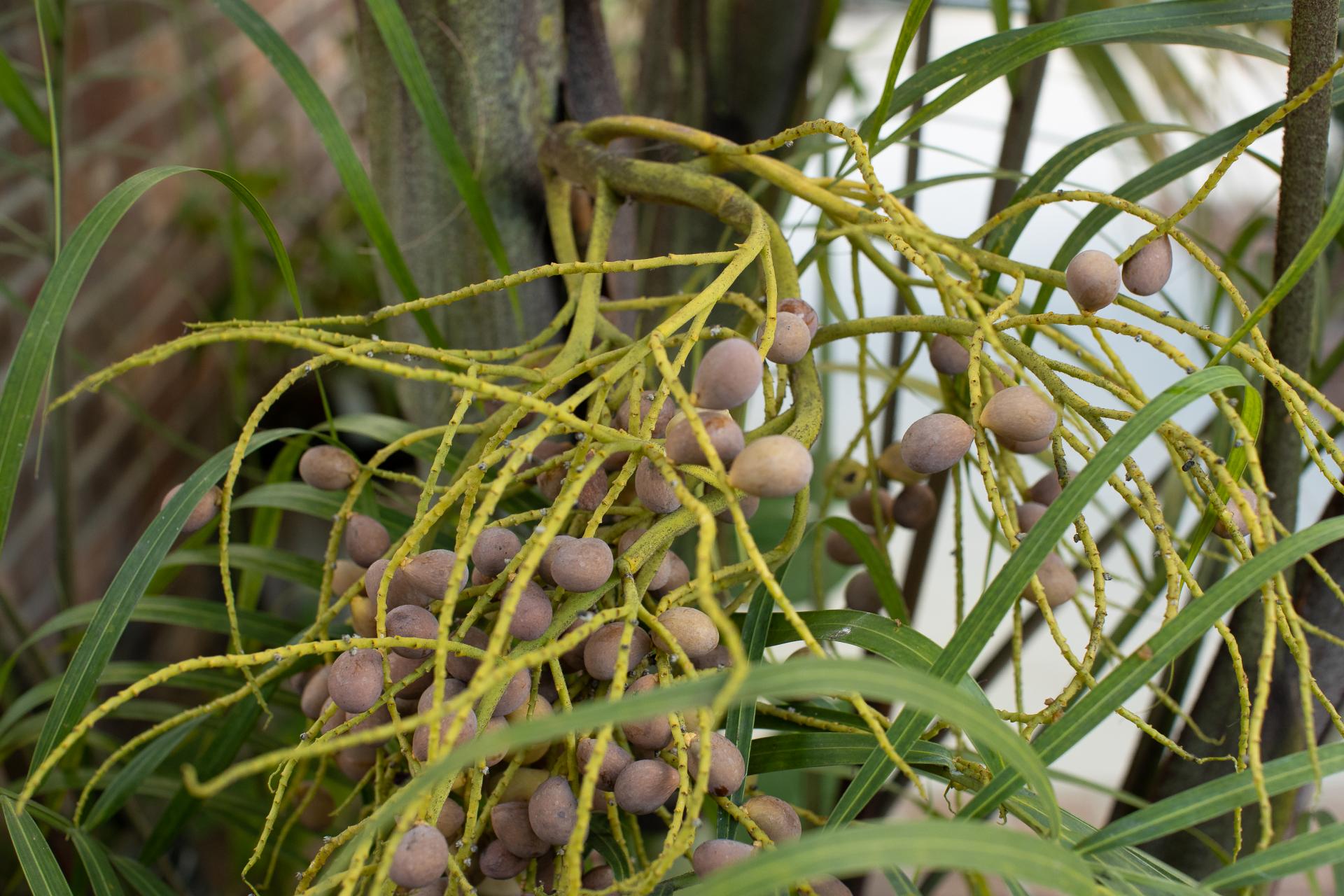 Dypsis heteromorpha seeds look wierd - DISCUSSING PALM TREES WORLDWIDE ...