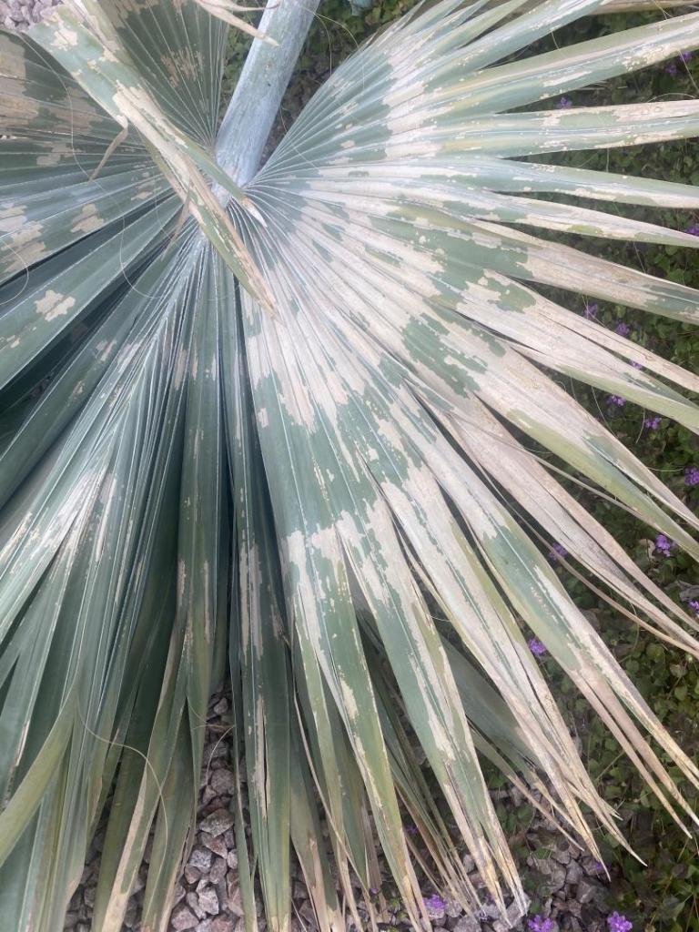 What’s wrong with these Bismarck fronds - DISCUSSING PALM TREES ...