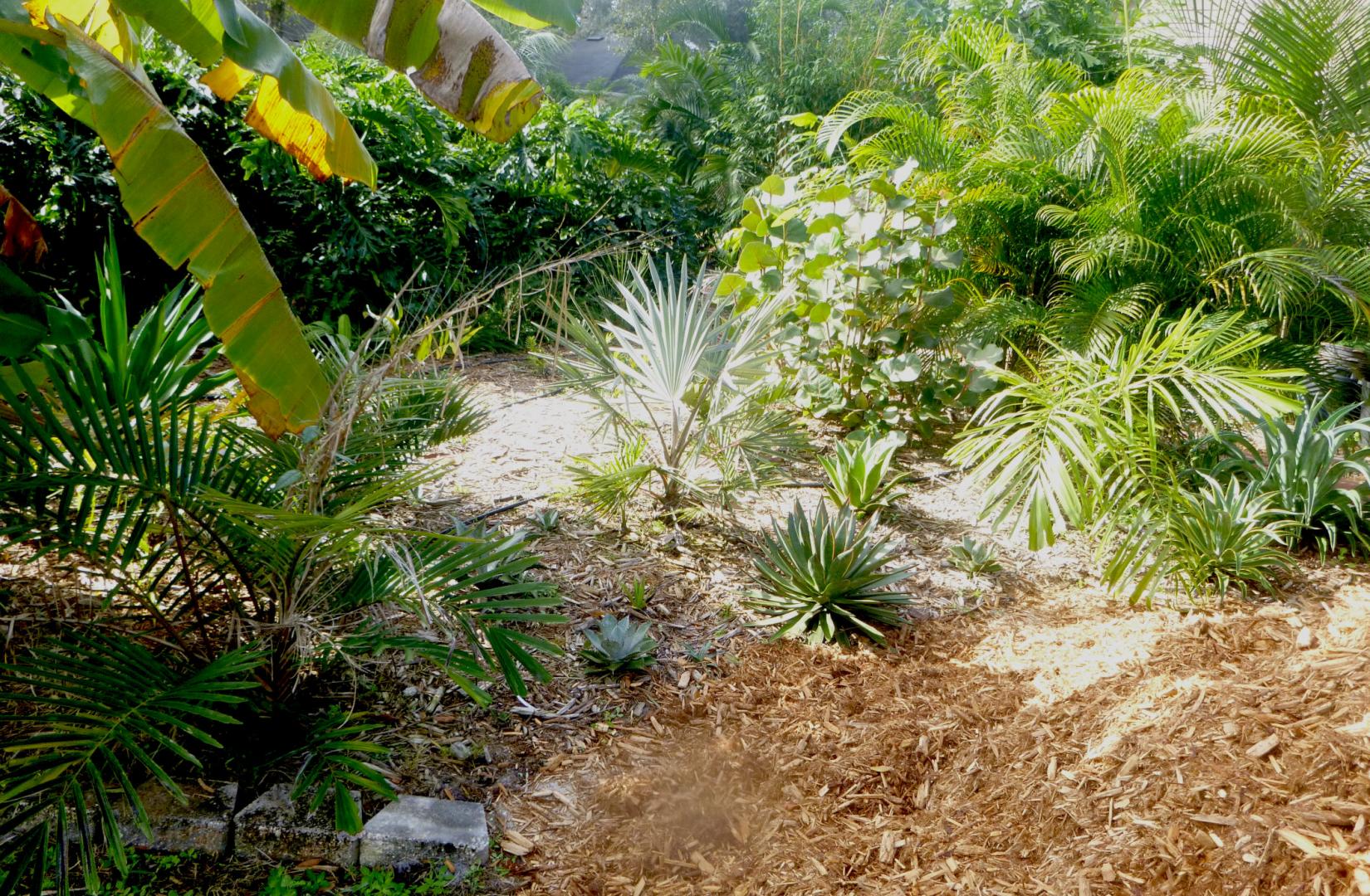 Palms that are sensitive to root disturbance - DISCUSSING PALM TREES ...