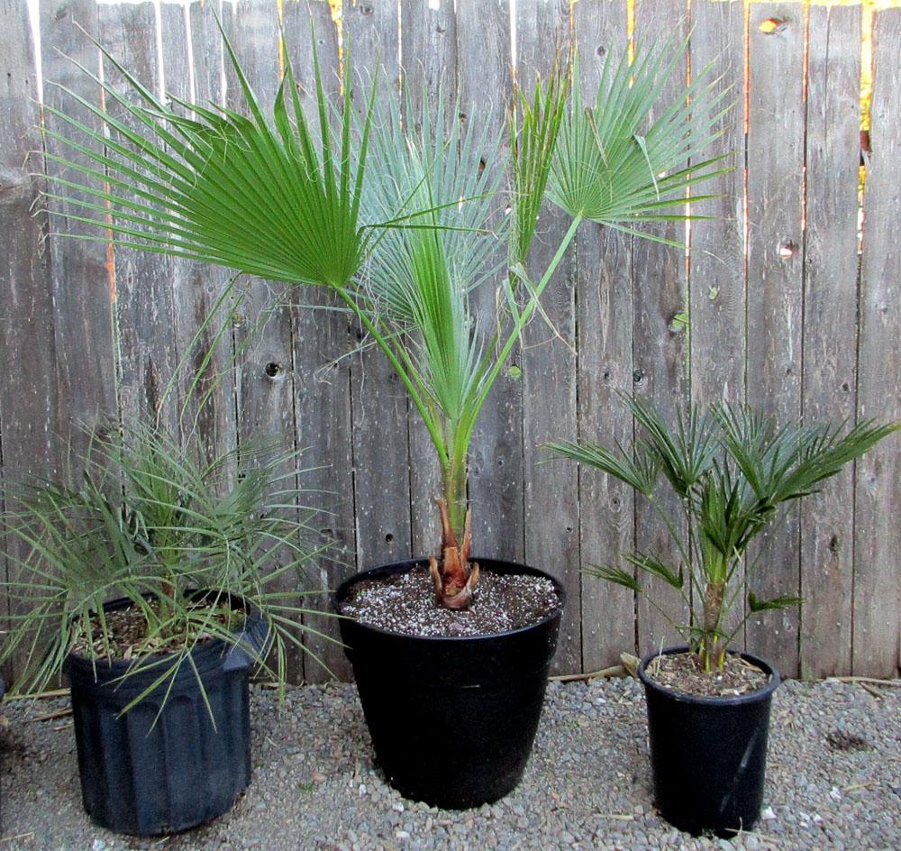 What washingtonia is this - COLD HARDY PALMS - PalmTalk