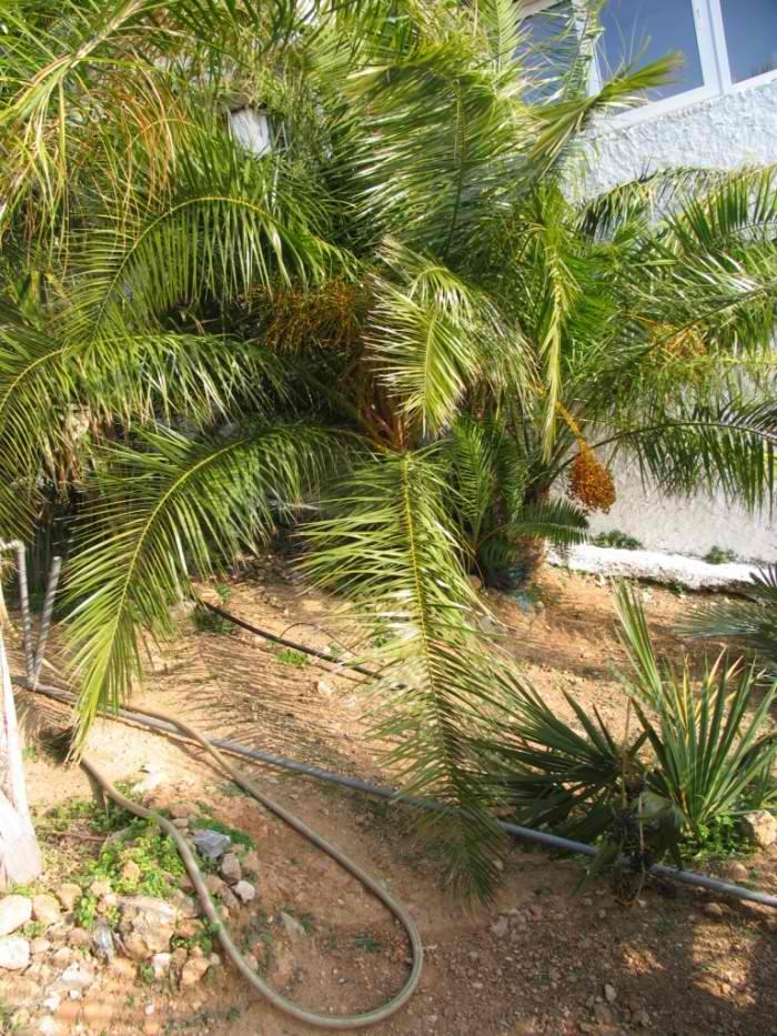 The story of a Phoenix hybrid and hybrid polymorphism - DISCUSSING PALM ...