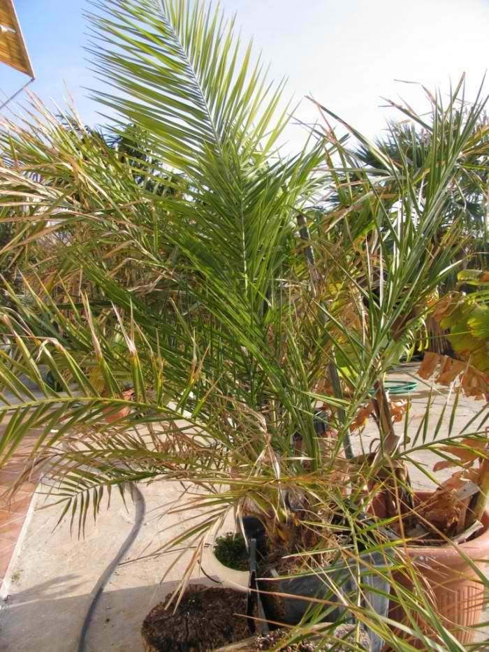 The story of a Phoenix hybrid and hybrid polymorphism - DISCUSSING PALM ...