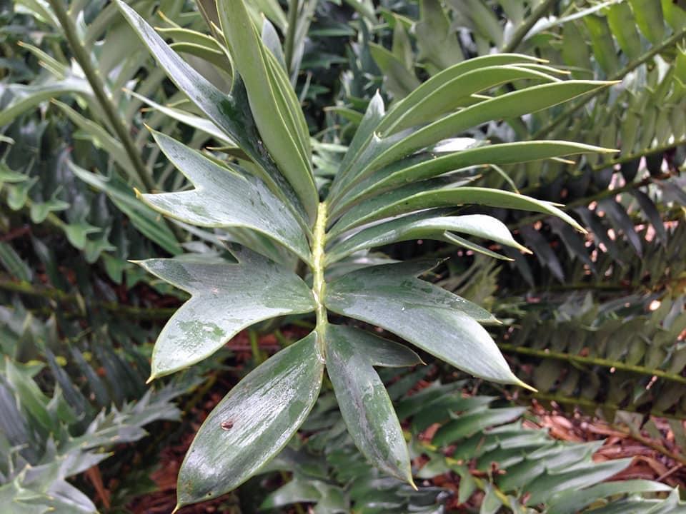 Encephalartos "true blue" arenarius - TROPICAL LOOKING PLANTS - Other ...