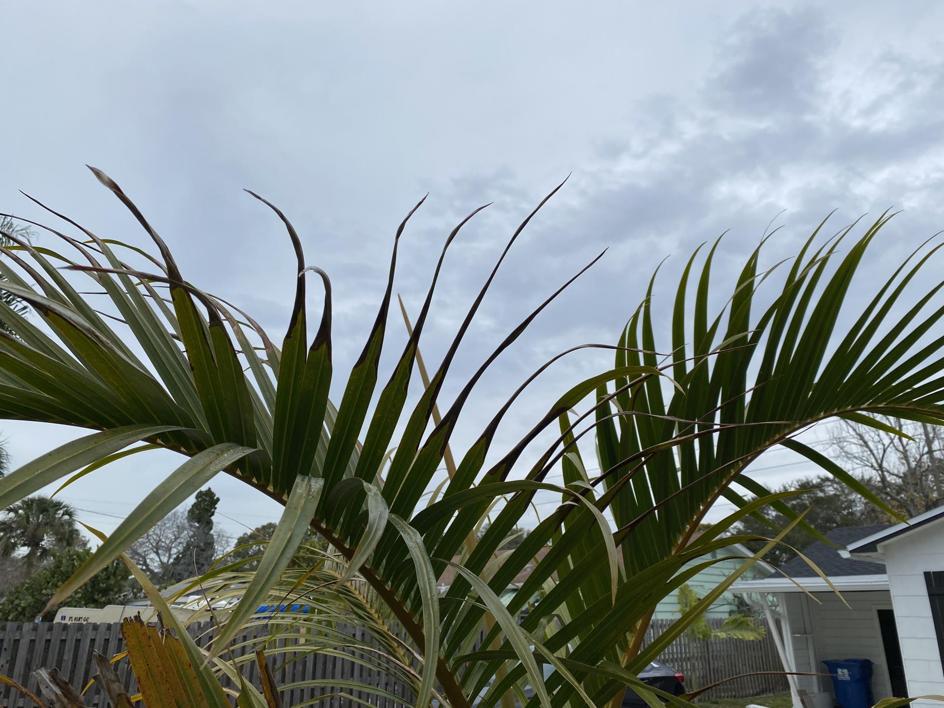 Sick Spindle Palm? Diagnosis help. - DISCUSSING PALM TREES WORLDWIDE ...