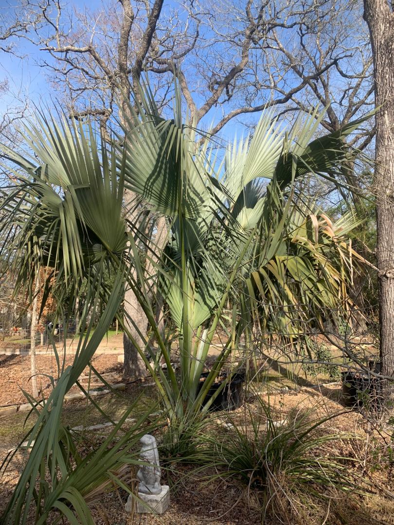 Some more interesting palms in College Station - COLD HARDY PALMS ...