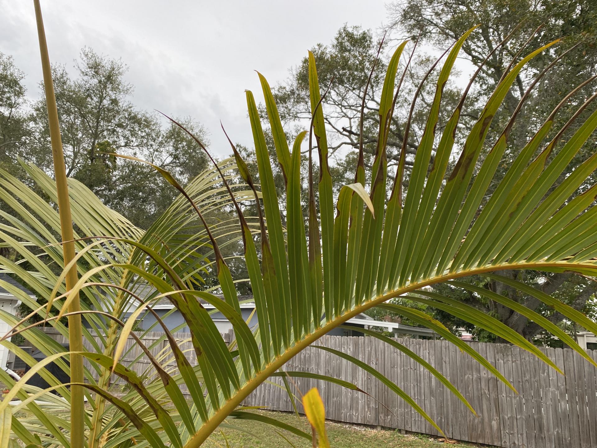 Sick Spindle Palm? Diagnosis help. - DISCUSSING PALM TREES WORLDWIDE ...