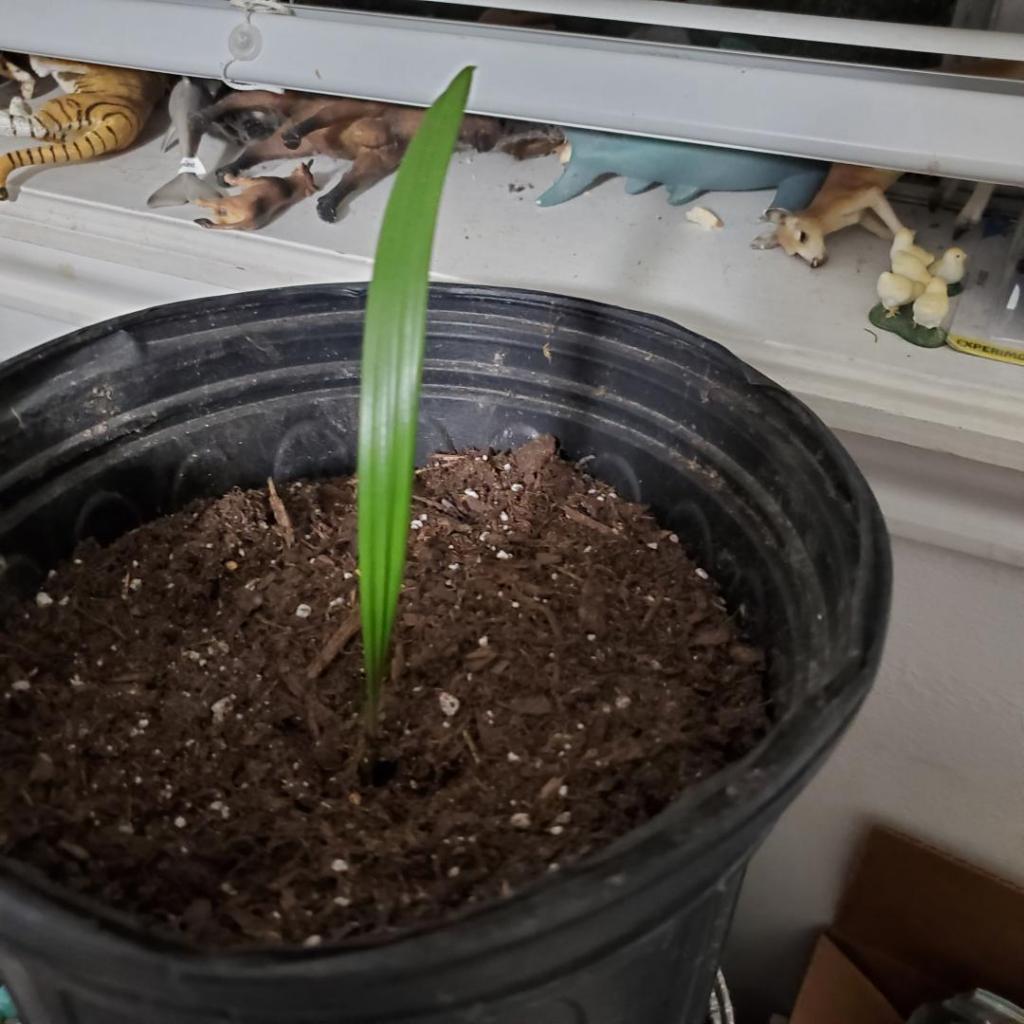 Canary Island Date Palm Sprouts - progression thread (College Station ...